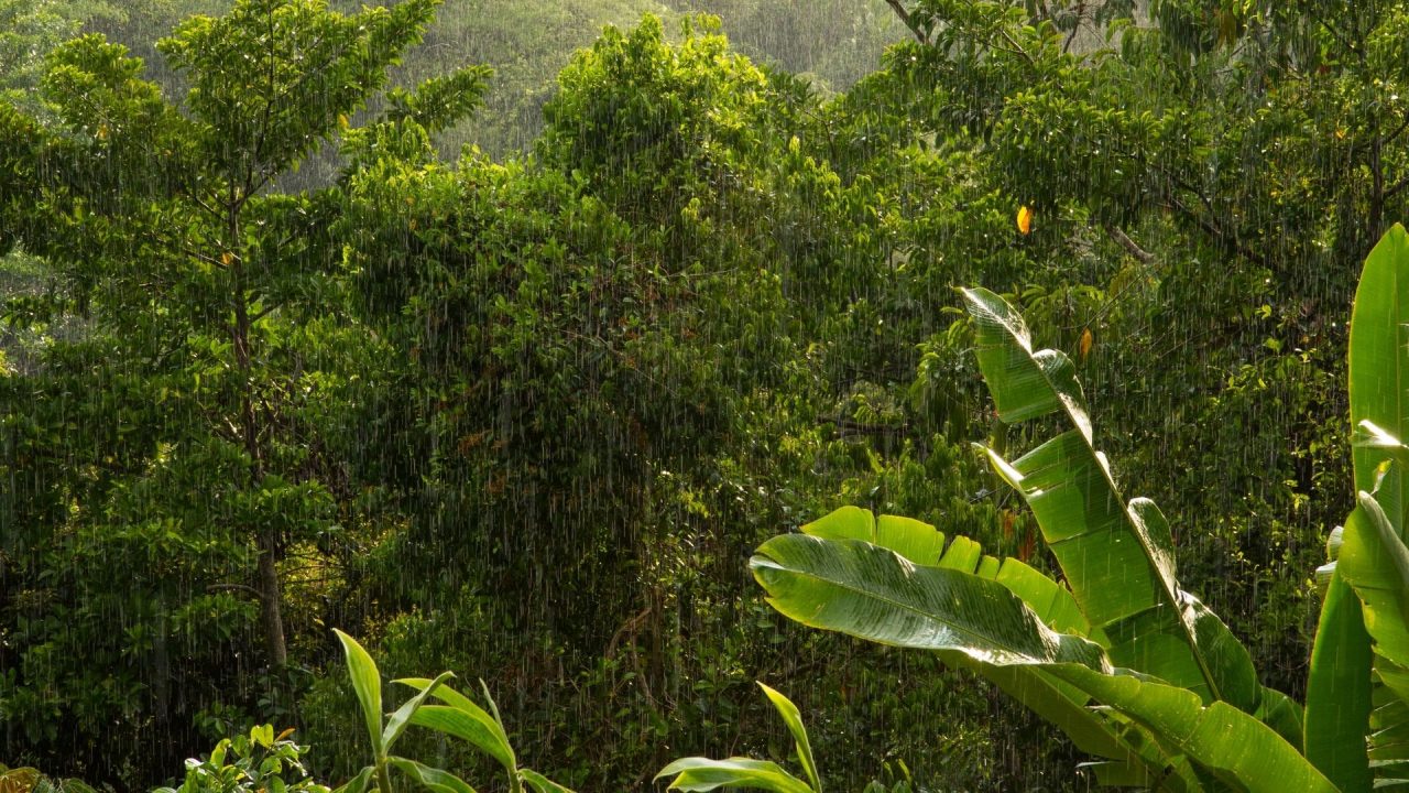 How the tropical architecture handles the tropical climate - Tropitecture